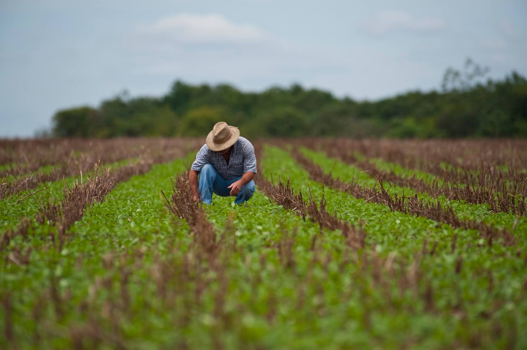 Qual é o perfil do produtor rural brasileiro? Confira! Qual é o perfil do produtor rural brasileiro? Confira!