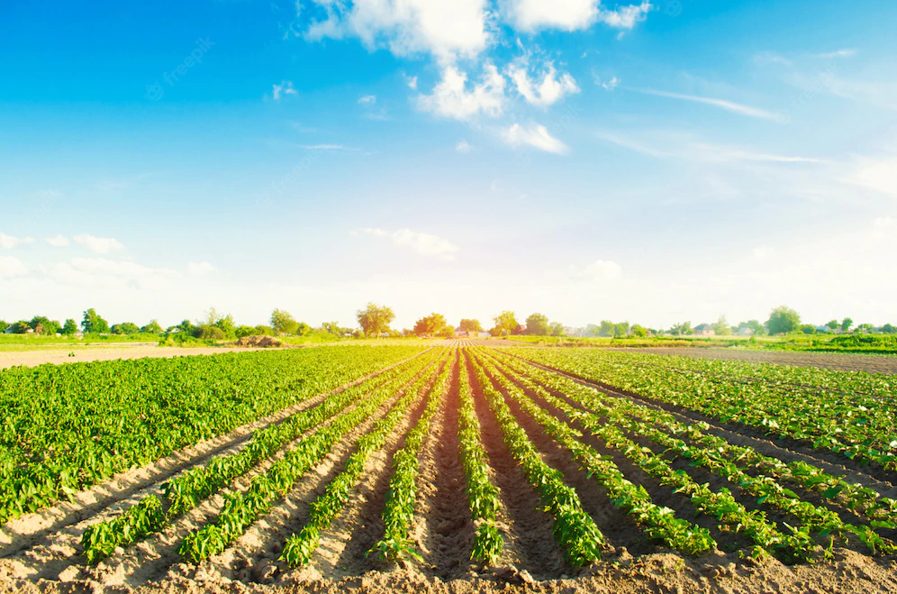 Refúgio Agrícola: O que é e como fazer?