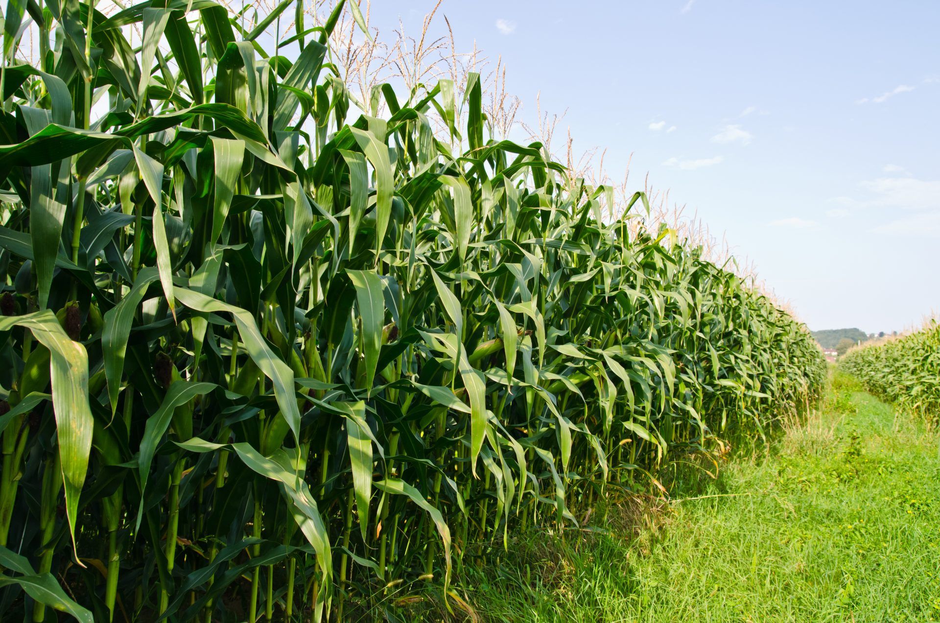 Saiba quais são as principais plantas daninhas do milho