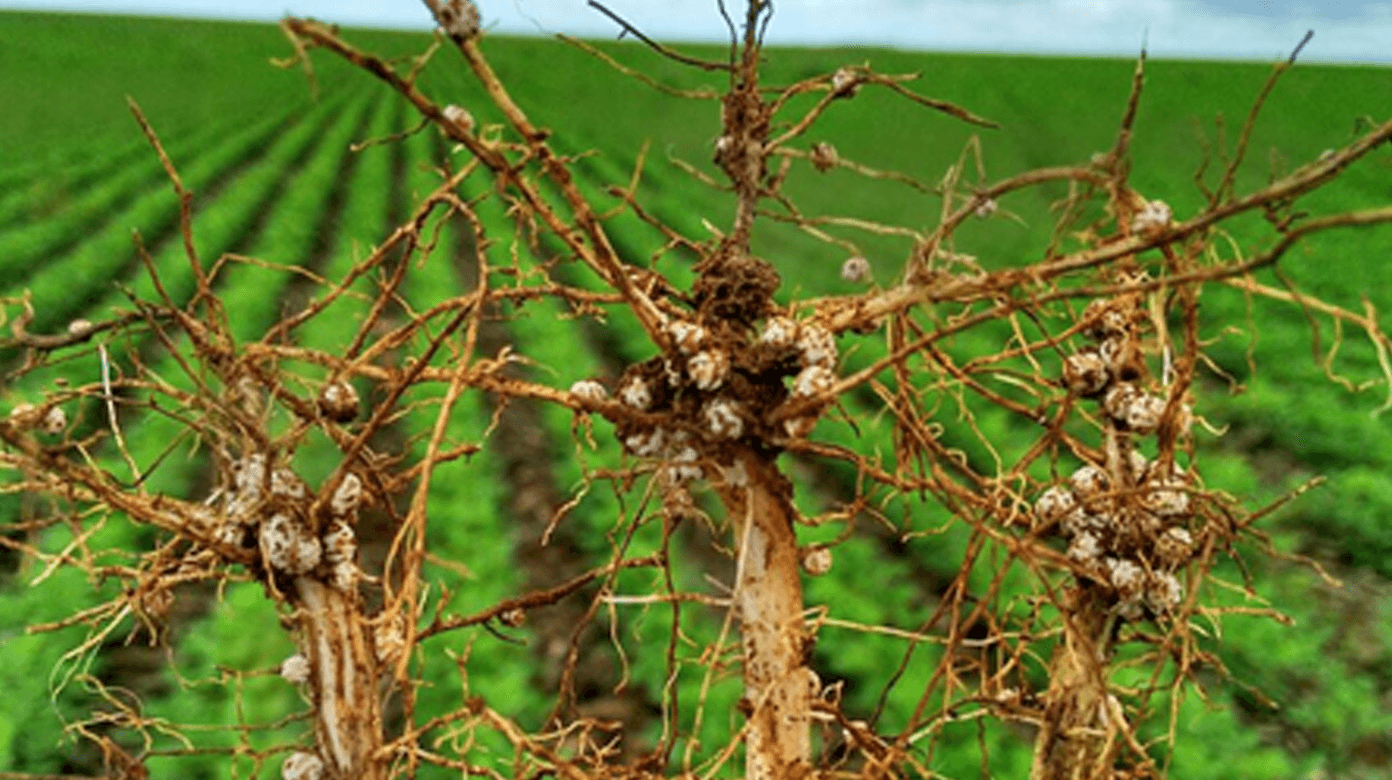 Nematoides: tipos, características e formas de combatê-los