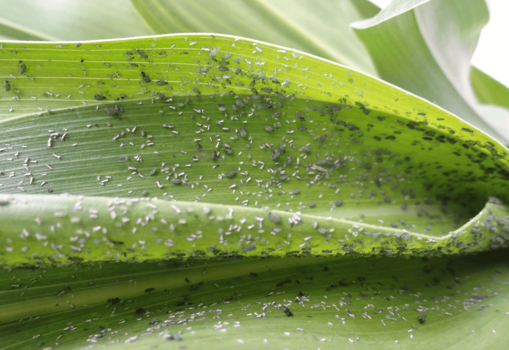 Pulgão: saiba como combater essa praga agrícola