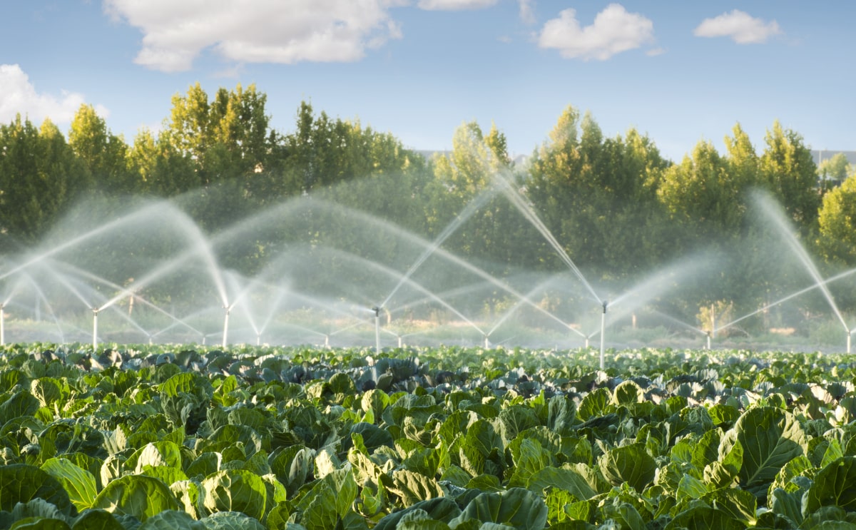 Irrigação na agricultura: saiba quais são os principais tipos