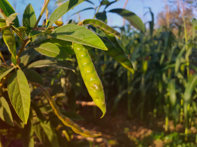 Feijão Guandu: conheça os benefícios desse cultivo