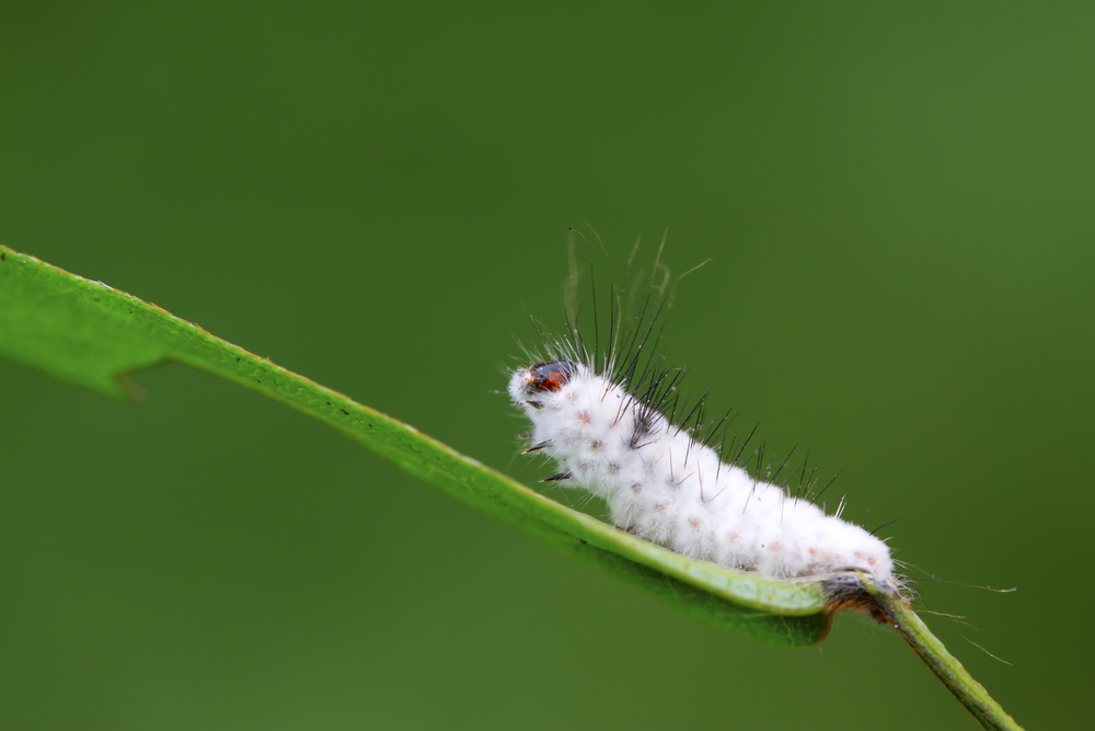 Como usar Beauveria bassiana para controlar pragas