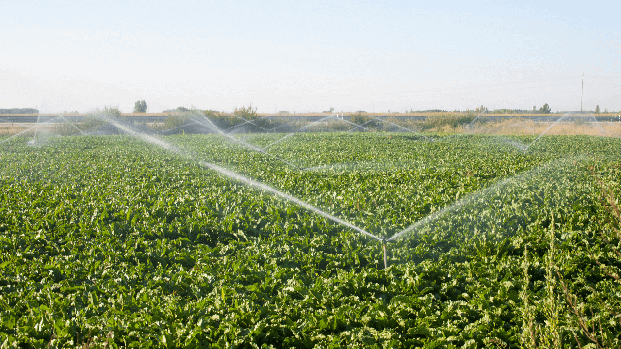 Conheça tudo sobre o tema da Irrigação por Aspersão