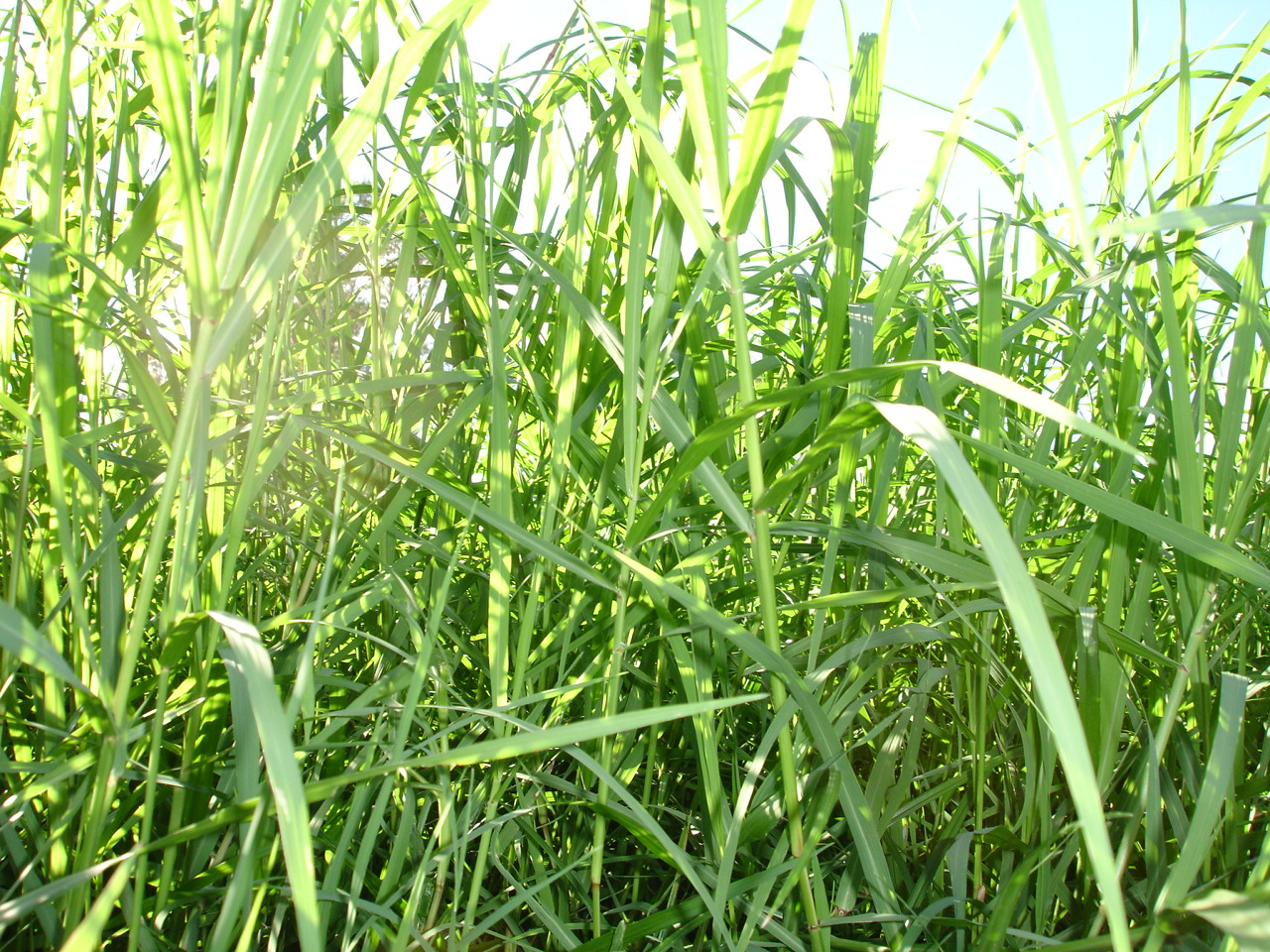 Conheça as principais espécies cultivadas de plantas forrageiras