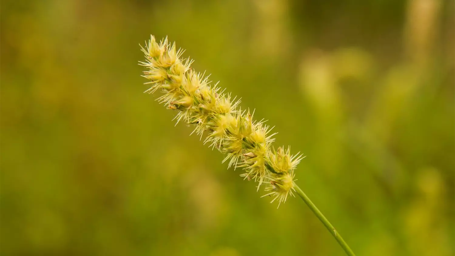 Capim-carrapicho: saiba como fazer o controle efetivo