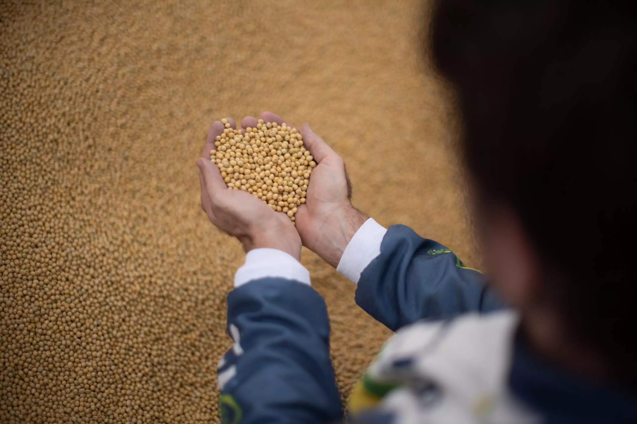 Semente de soja: guia para escolher a ideal para seu cultivo