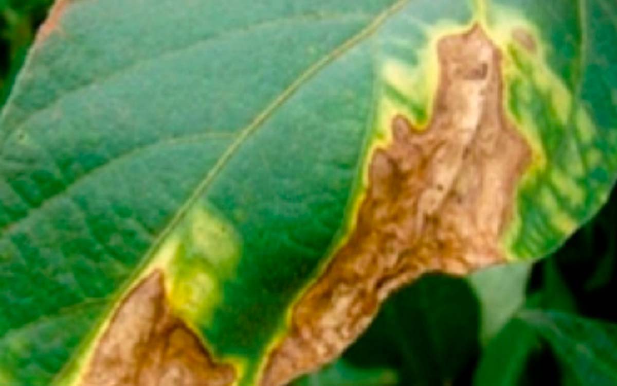 Ciclo De Vida Do Fusarium Oxysporum FICHA TÉCNICA Fusarium Spp.