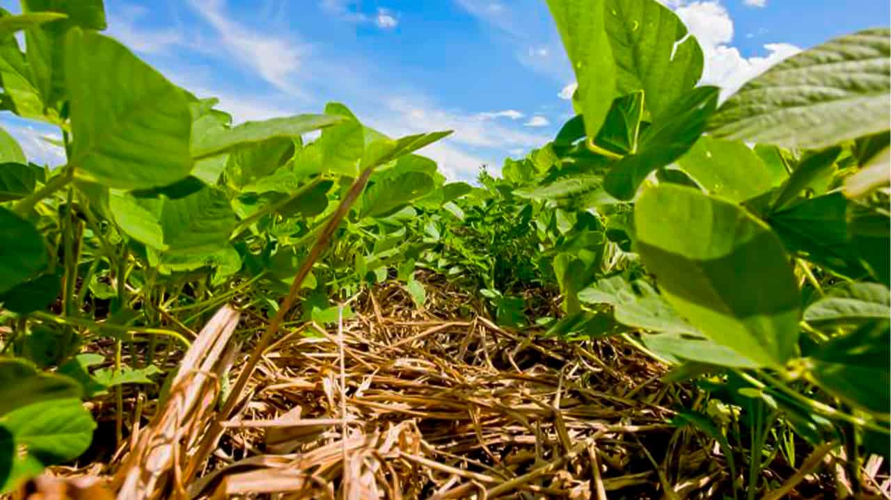 7 práticas para potencializar o sistema de plantio da fazenda
