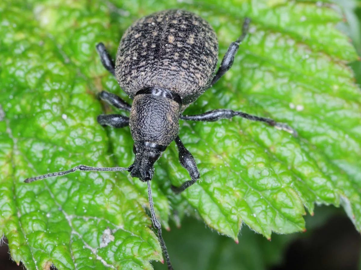 Caruncho: como controlar essa praga na lavoura