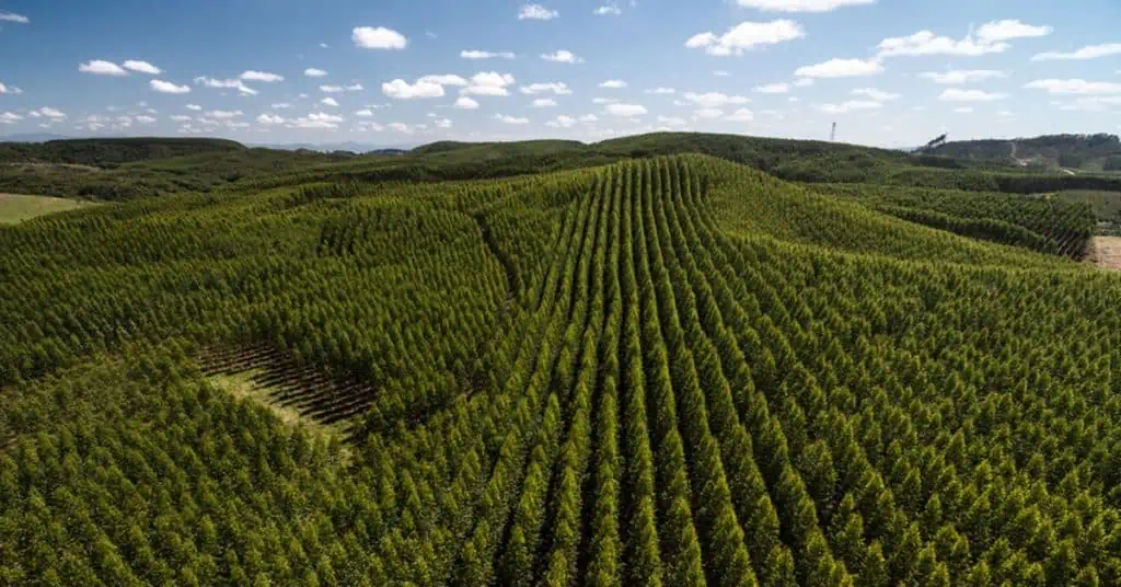 Vegetação: principais tipos e qual a relação com a agricultura